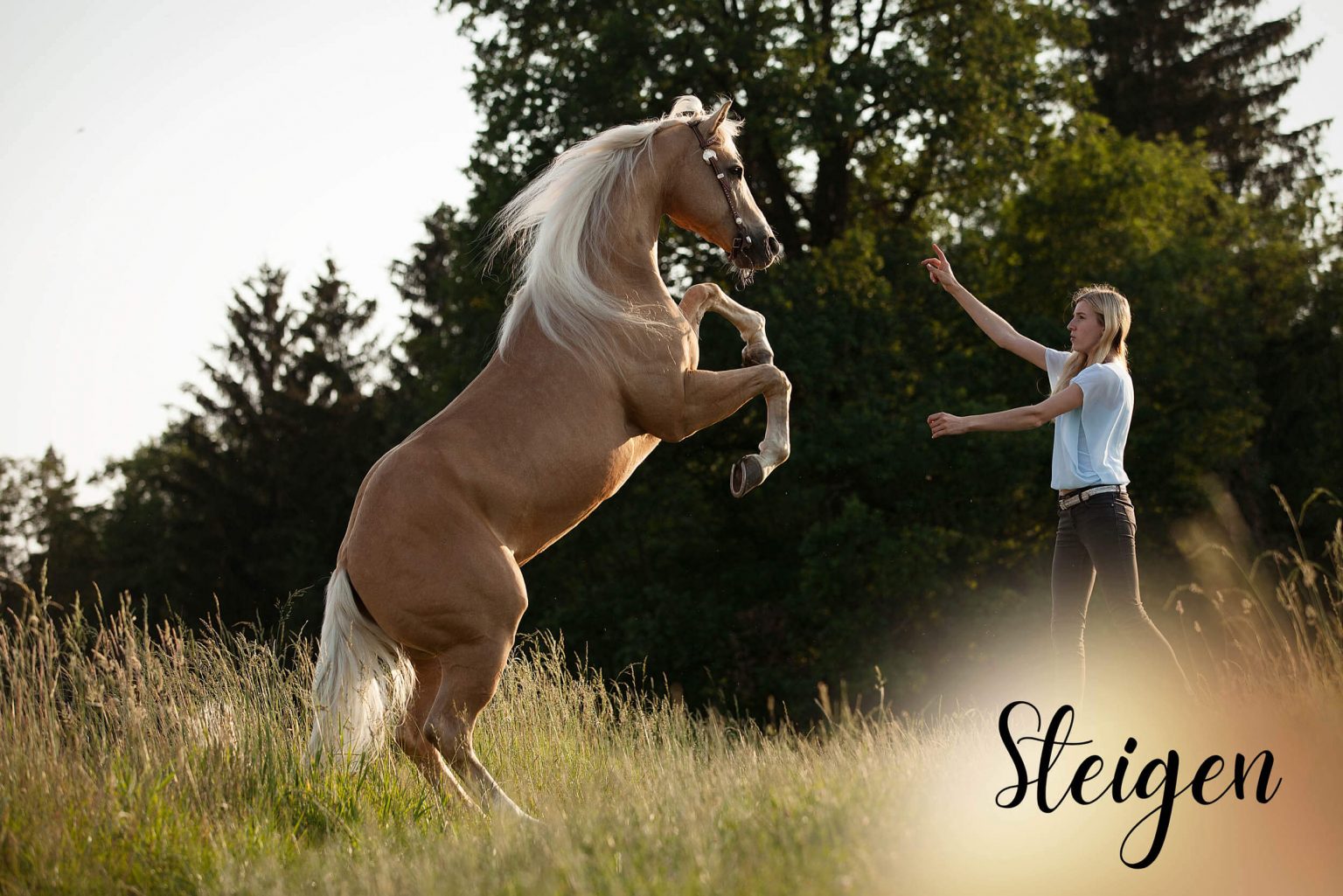 Tricktraining - Libertyhorses